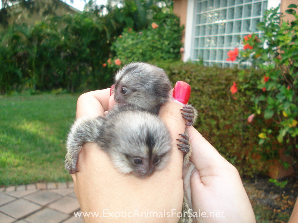 MARMOSET FOR SALE, POCKET MONKEY, AKA FINGER MONKEY. FINANCING ...