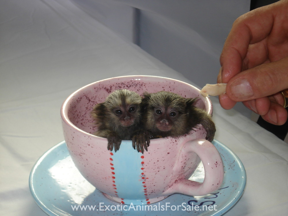MARMOSET FOR SALE, POCKET MONKEY, AKA FINGER MONKEY. FINANCING ...