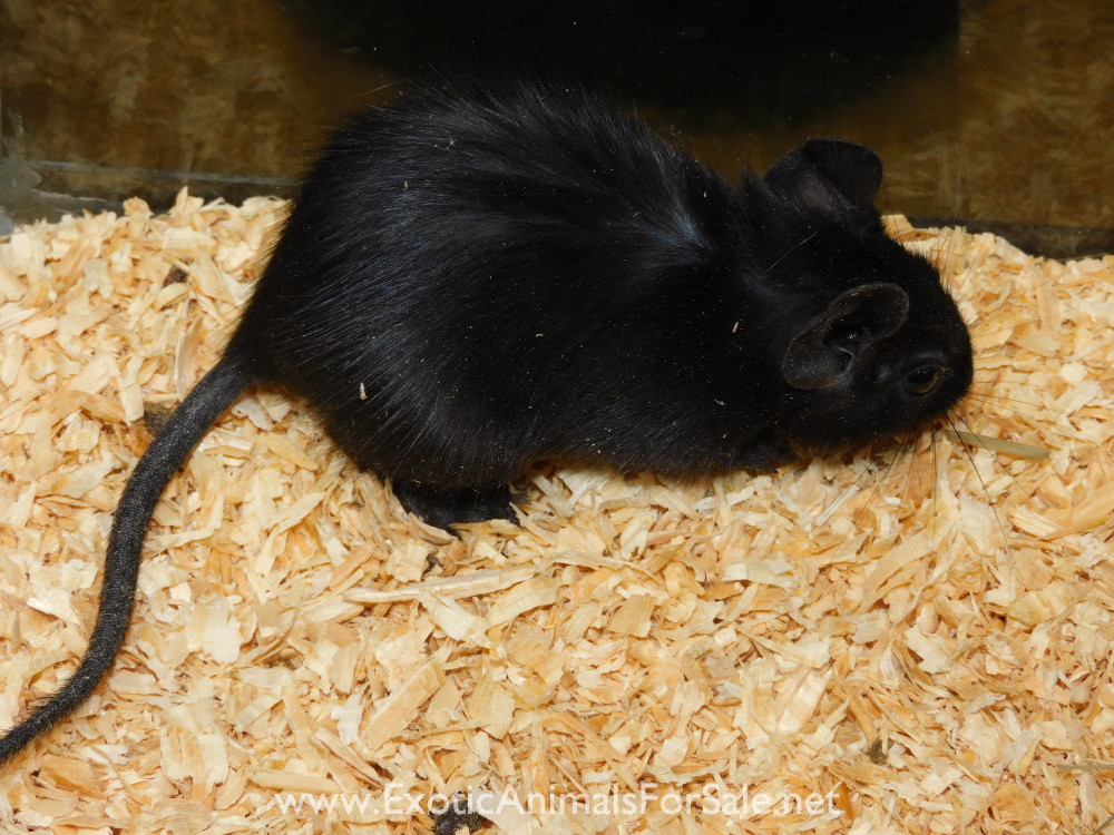 Degu For Sale