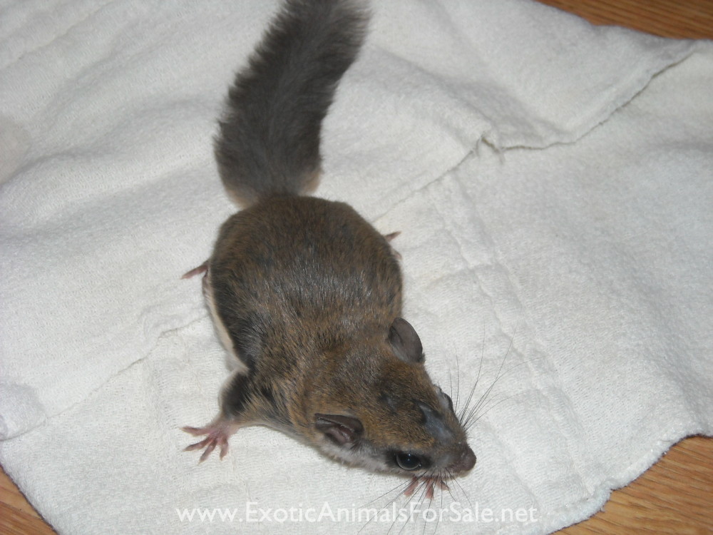 Southern Flying Squirrel for Sale