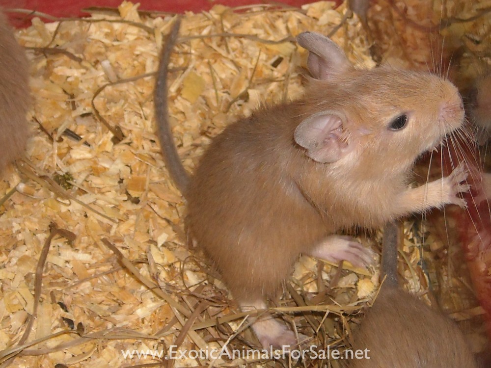 Degu For Sale