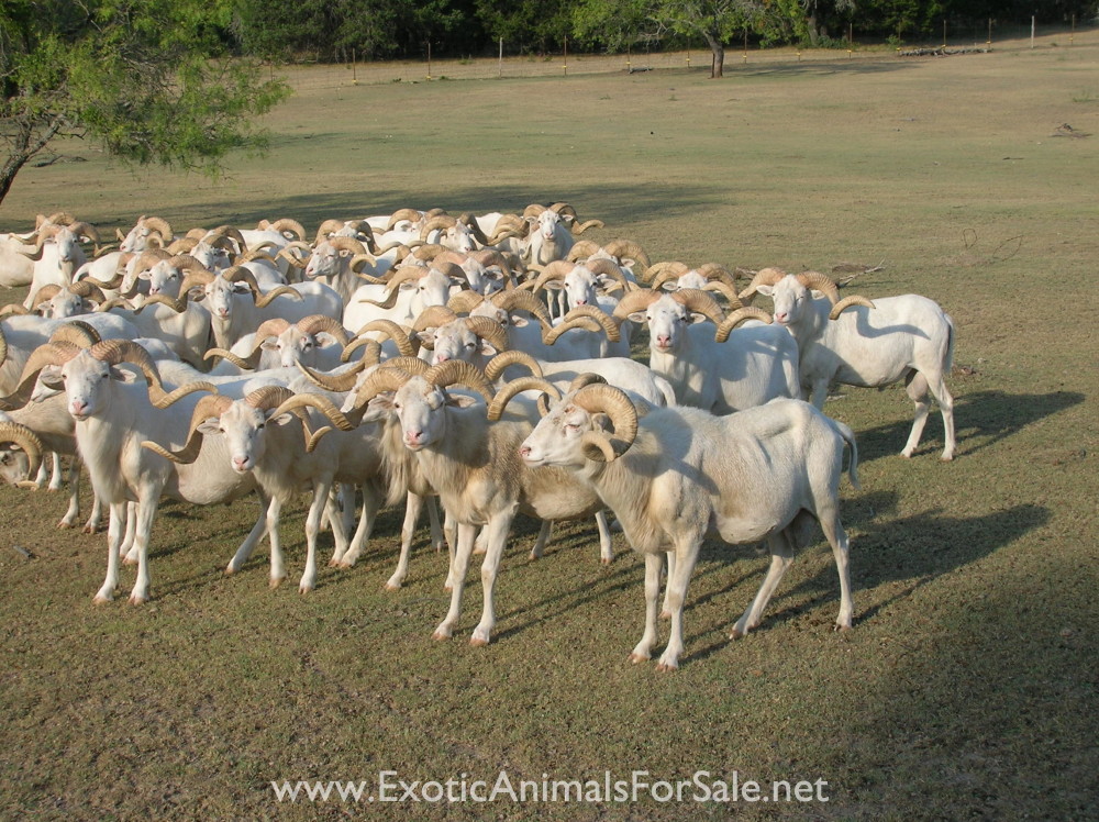 TROPHY TEXAS DALL RAMS for Sale