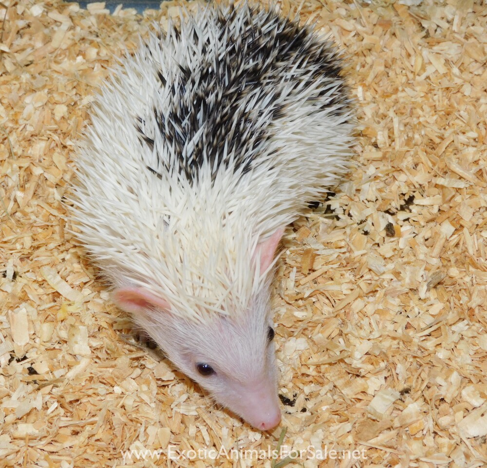 Hedgehogs For Sale