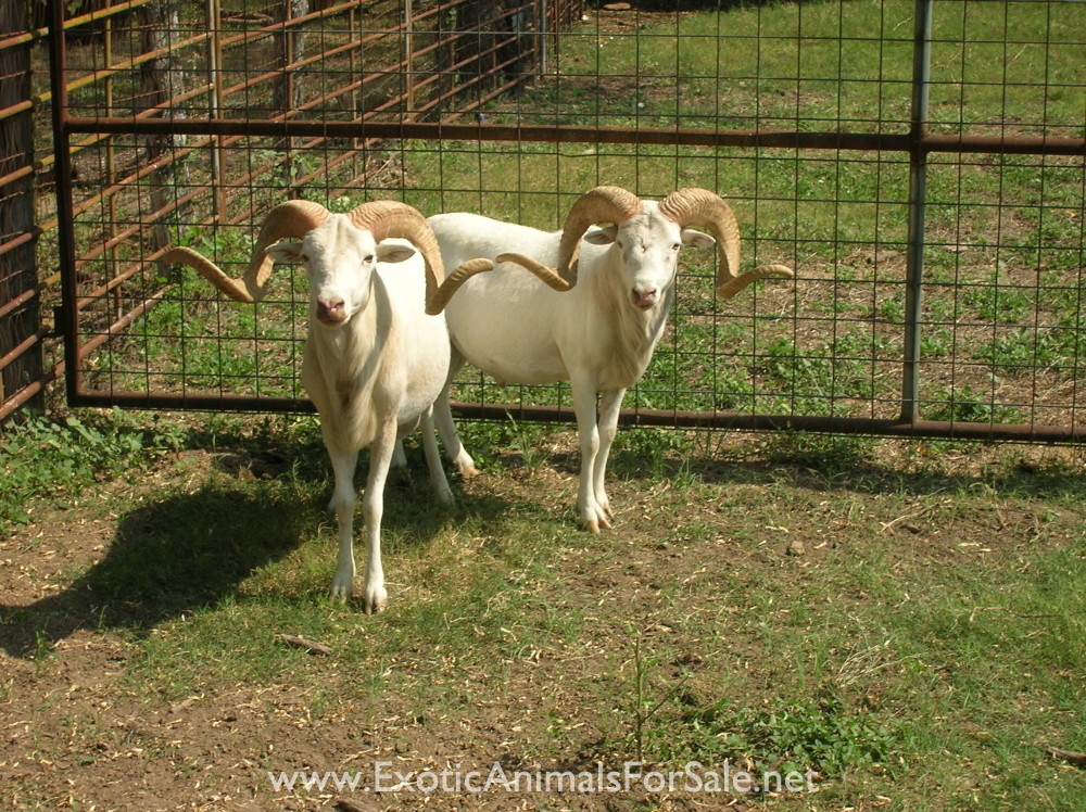 TROPHY TEXAS DALL RAMS for Sale