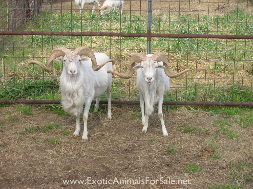 TROPHY TEXAS DALL RAMS for Sale