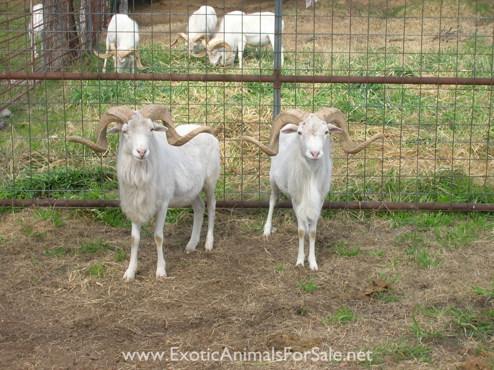 TROPHY TEXAS DALL RAMS for Sale