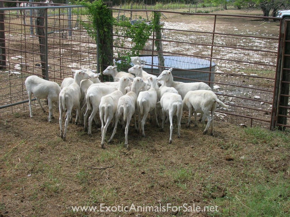 TEXAS DALL FEMALES for Sale