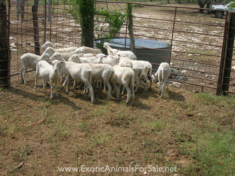 TEXAS DALL FEMALES for Sale