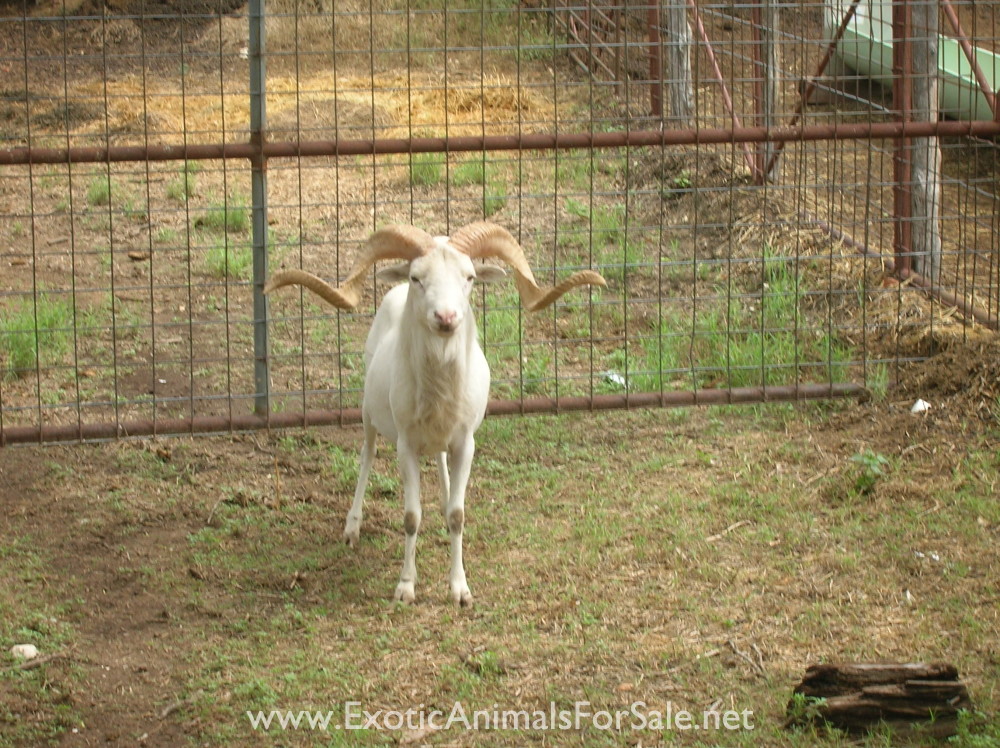 TROPHY TEXAS DALL RAMS for Sale