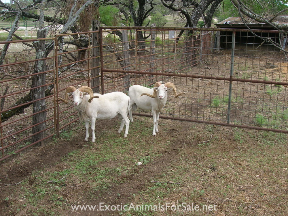 TROPHY TEXAS DALL RAMS for Sale