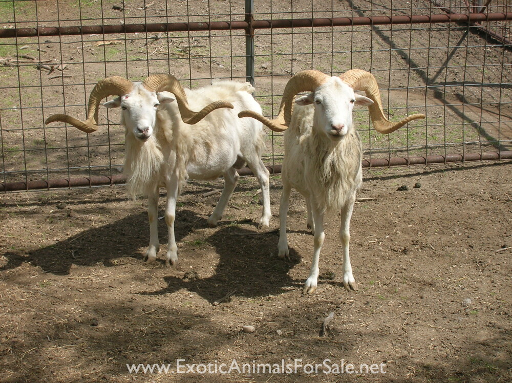 TROPHY TEXAS DALL RAMS for Sale