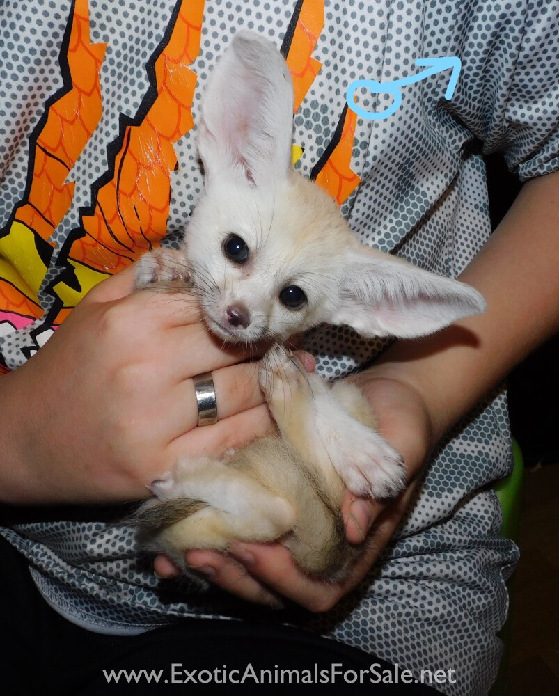 Foxes For Sale