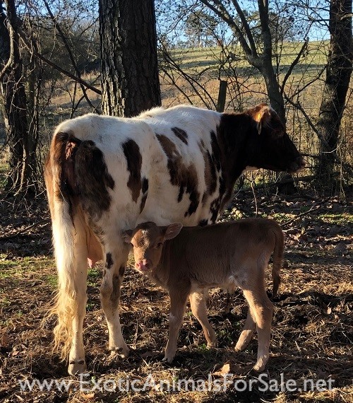 A2/A2 mini jersey bull calf for Sale