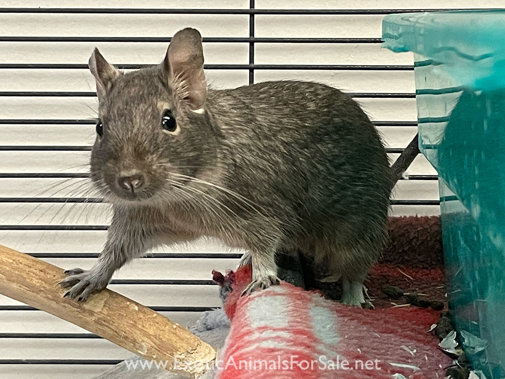 Degu for Sale