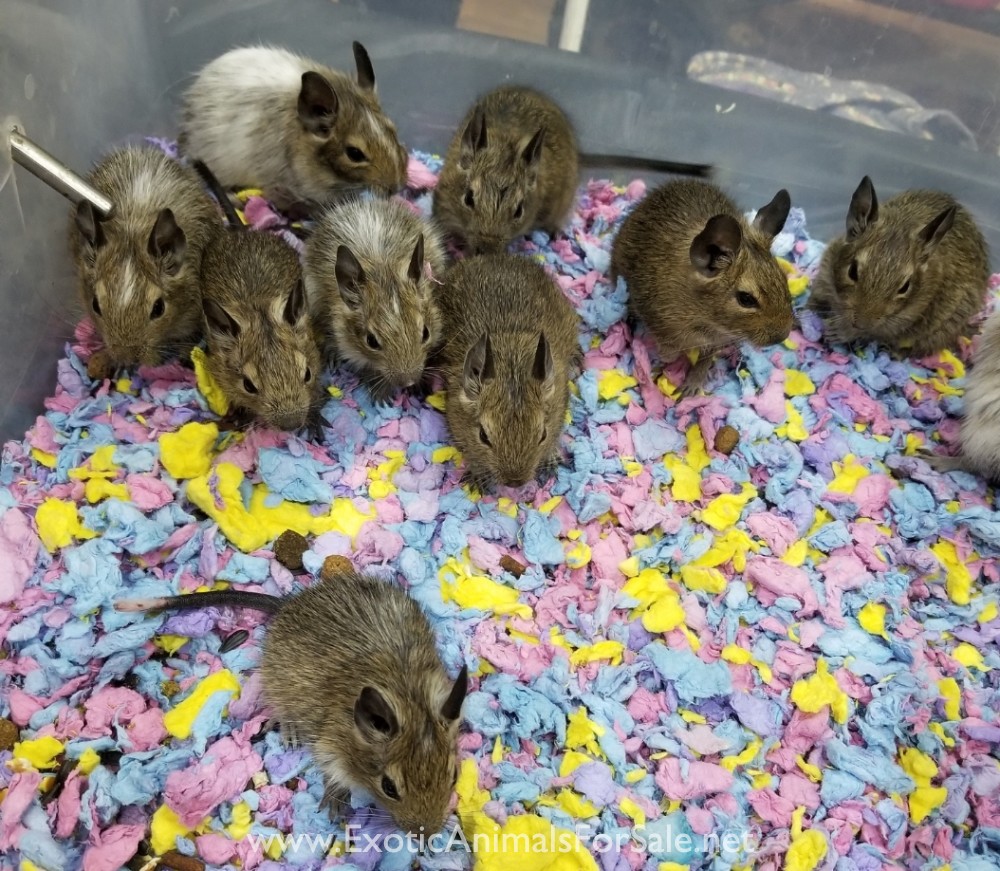 Degu For Sale