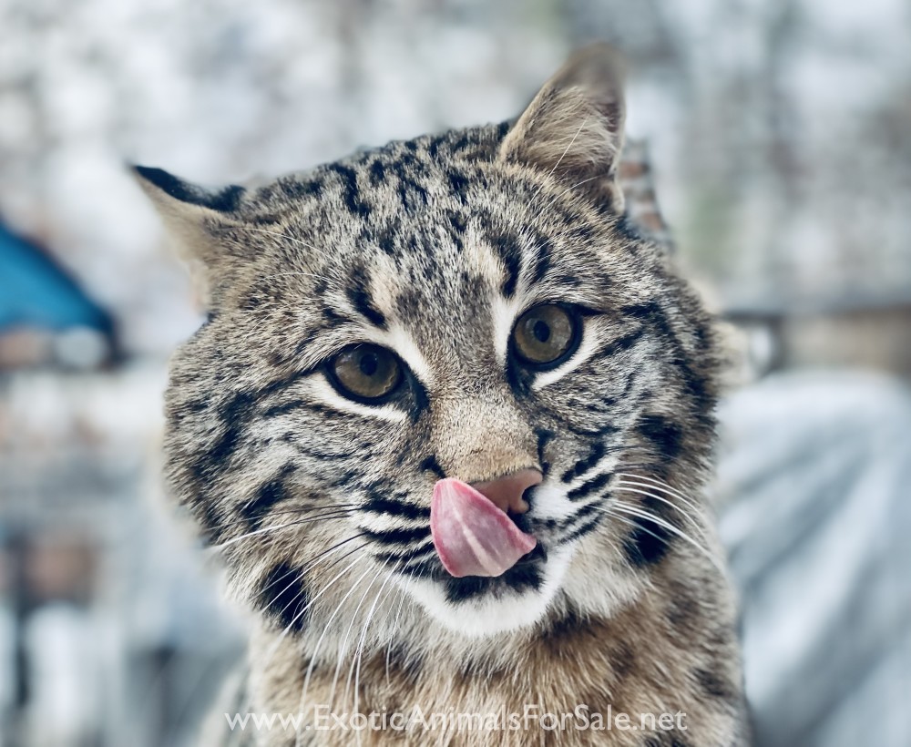 Female Bobcat for Sale