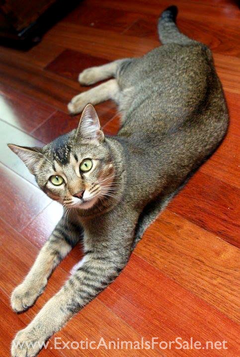 TICA Chausies & Jungle Cat Hybrids F1 - F3 for Sale