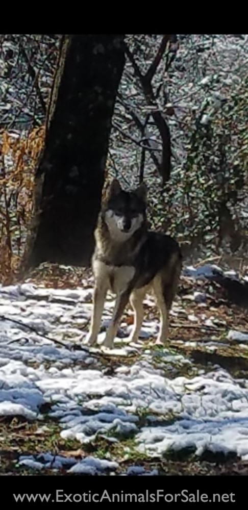 Wolf Hybrid Puppies for Sale