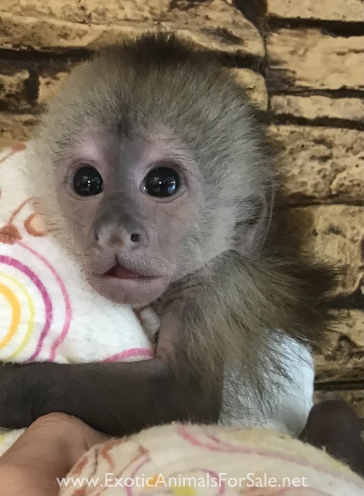Baby FEMALE black & white/cinnamon capuchin for Sale
