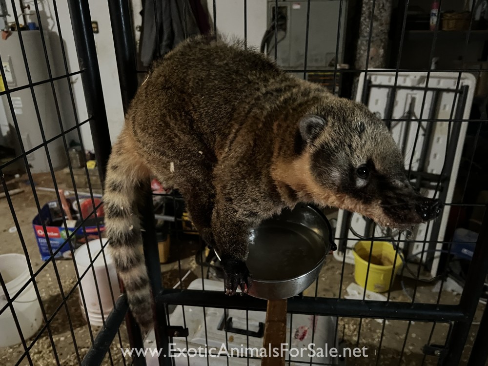 Mountain Coatimundi - Breeder Male for Sale