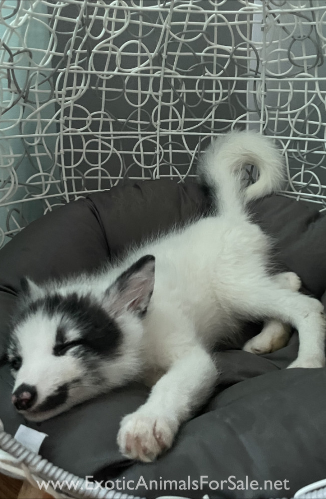 Marble Foxes Ready for Sale