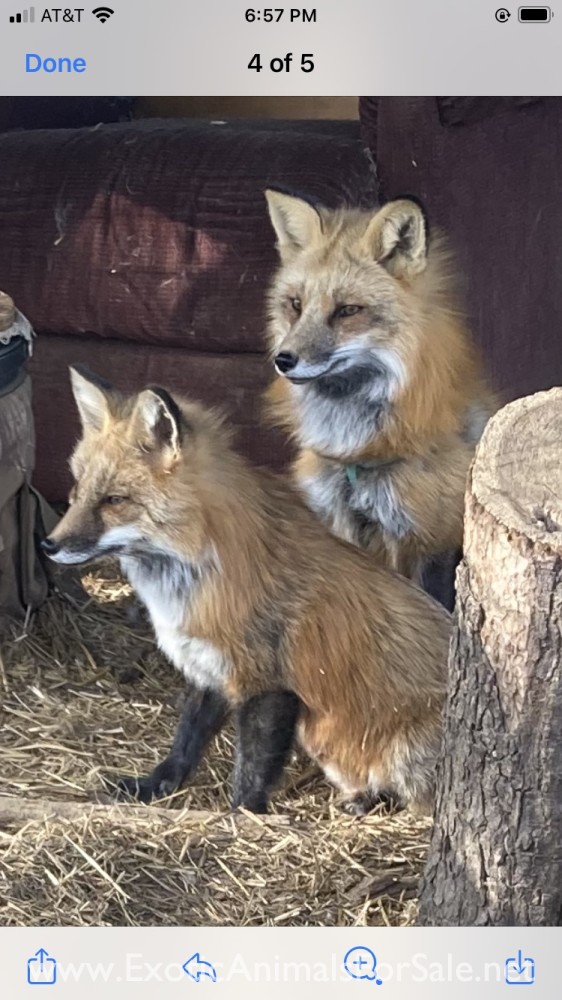 Fox pups for sale for Sale