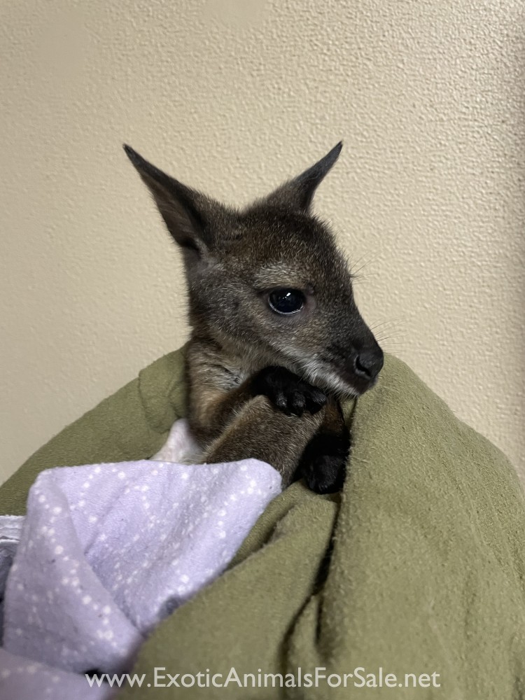 Tiny Tim and Little Bit! Bottle baby wallabies for Sale