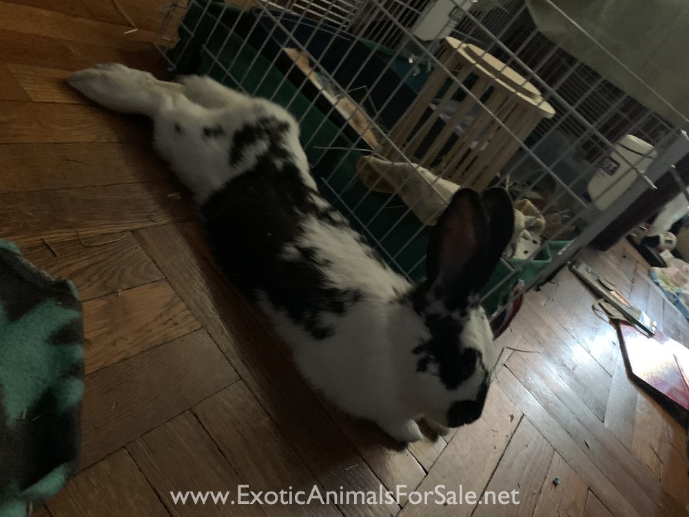 Flemish Giant for Sale