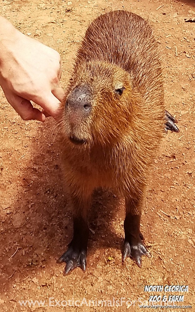 Male Capybara for Sale