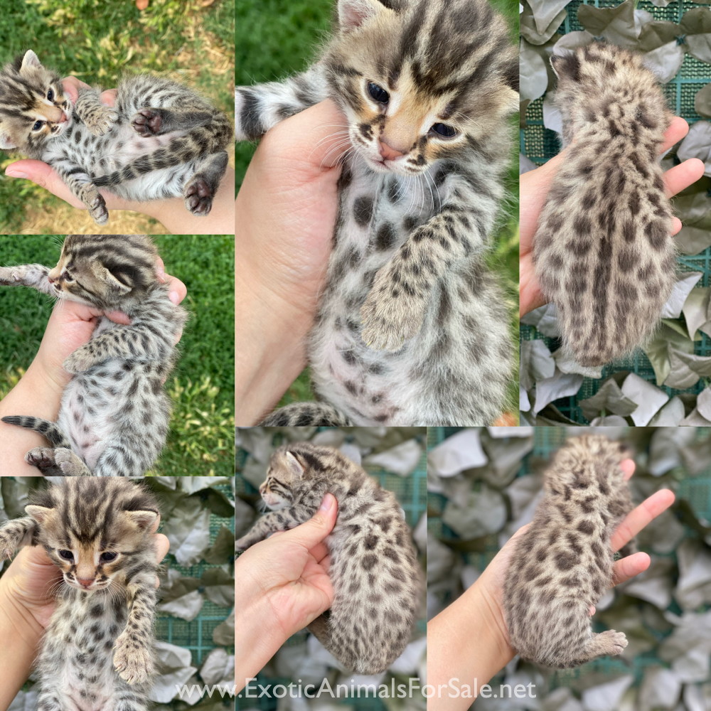 F1 bengal kittens for Sale