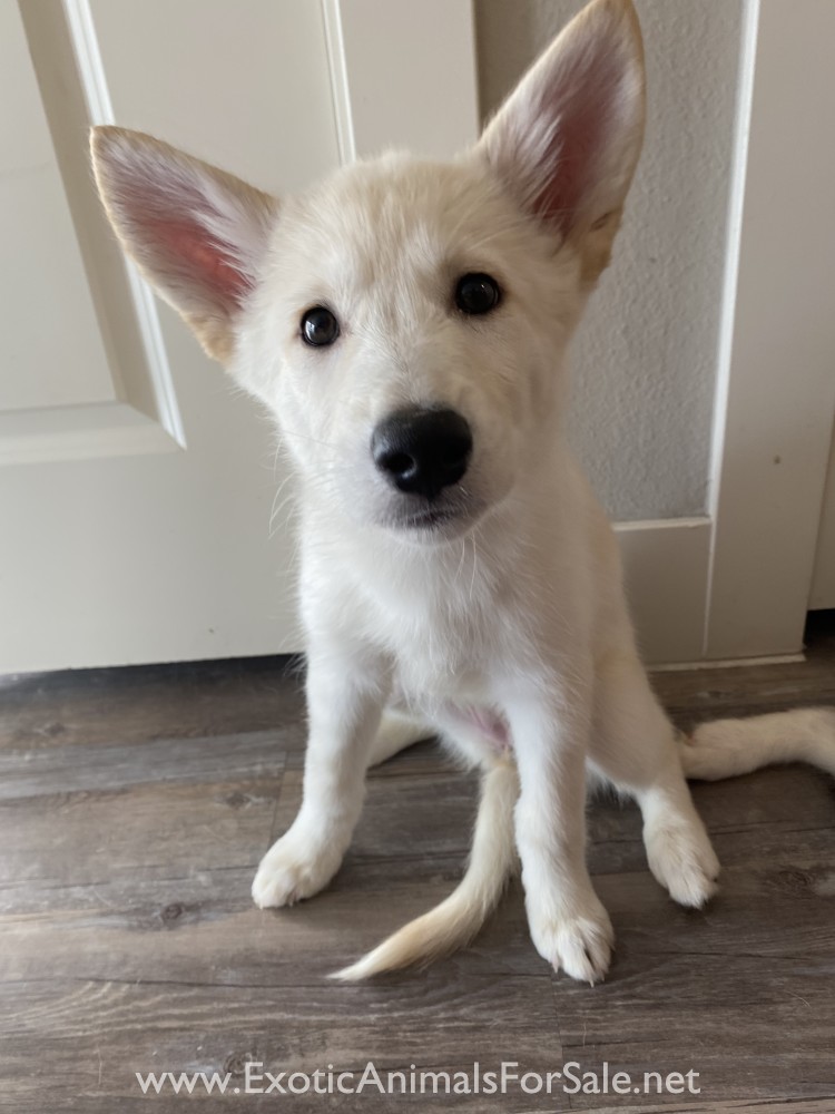 Wolf hybrid pups 9wks female and male arctic wolf, Timberwolf, grey ...