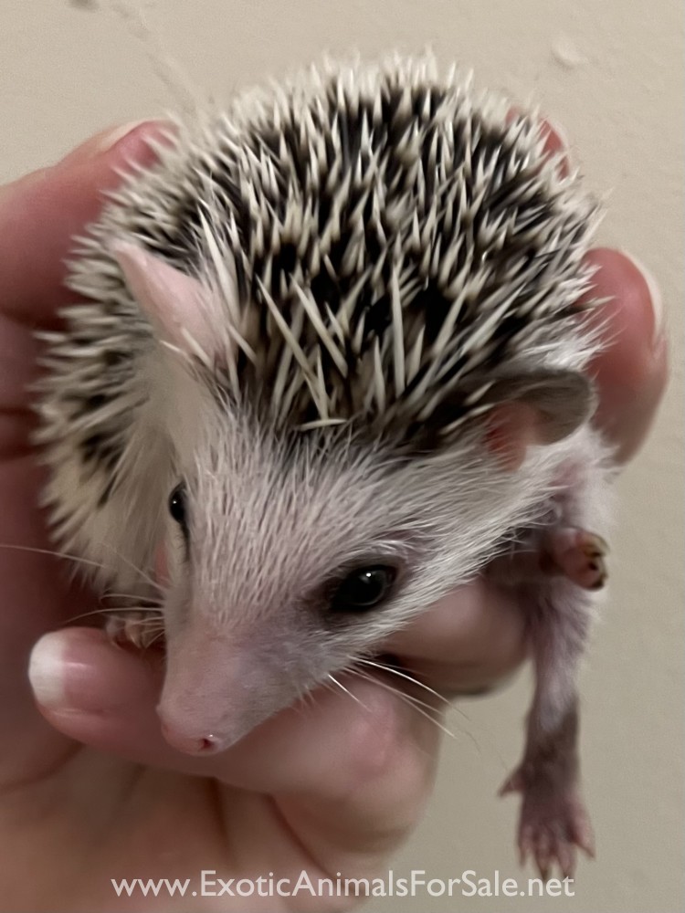 Hedgehogs For Sale