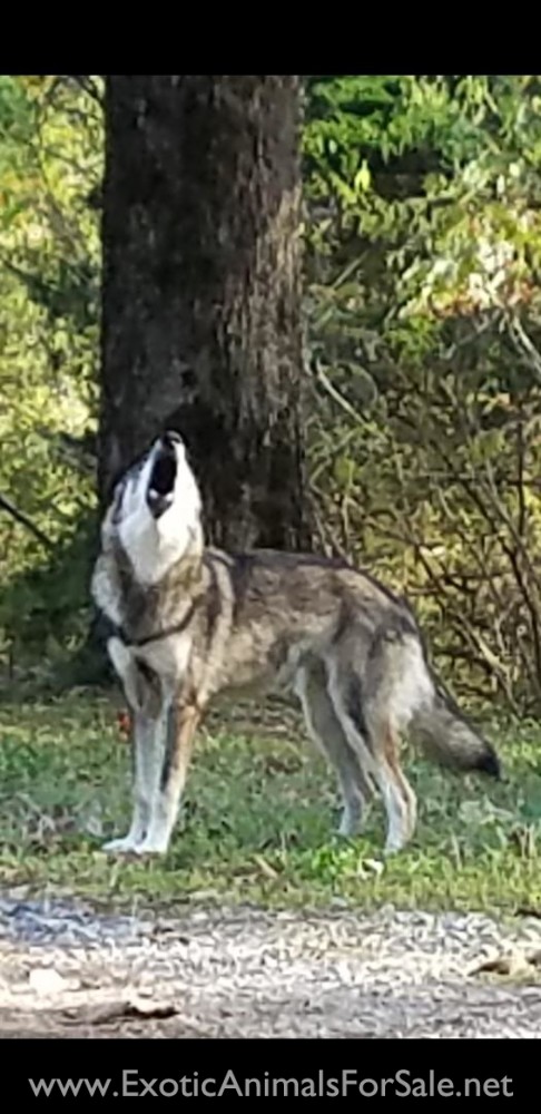 Wolf Hybrid Puppies for Sale