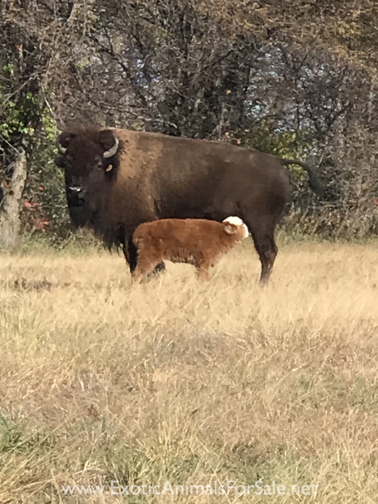 Bison Miniature Hereford Hybrid for Sale