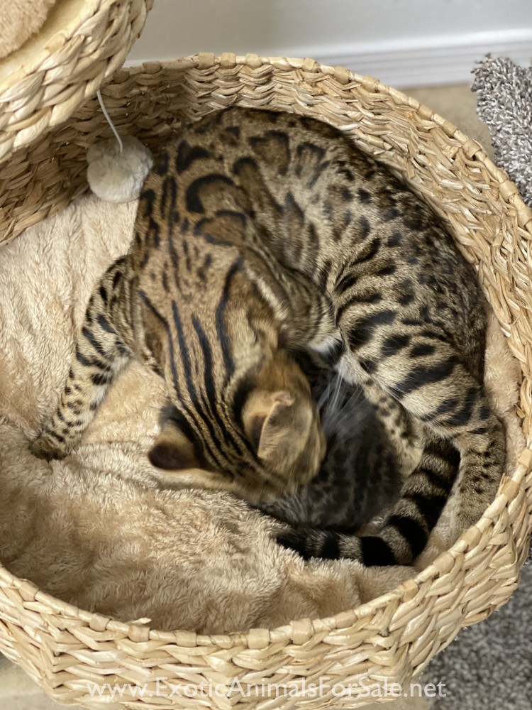 F1 female bengal 75% asian leopard cat for Sale