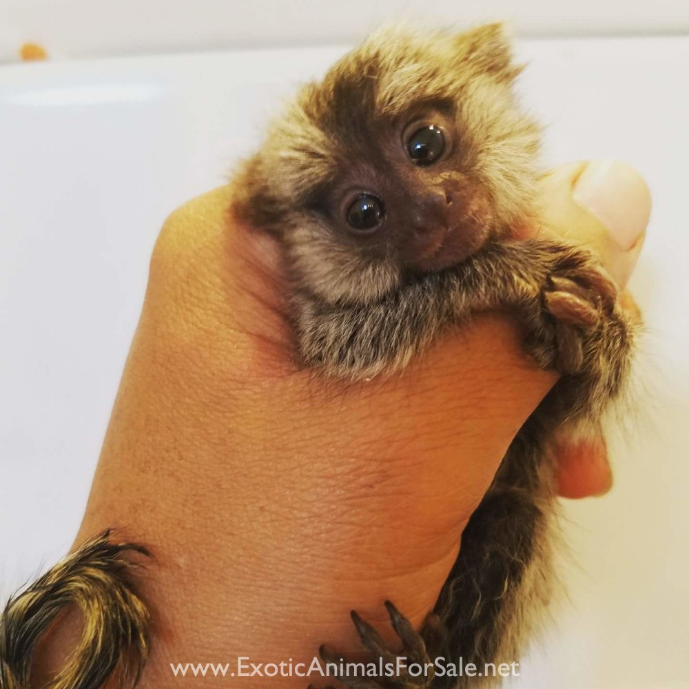 POCKET MONKEY AVAILABLE !! BABY MARMOSET. FINANCING AVAILABLE, DELIVERY ...