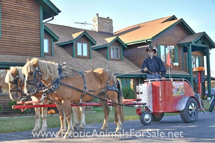 3 Wheel Cart for all size animals - Pony - Haflinger - Draft - Camels ...