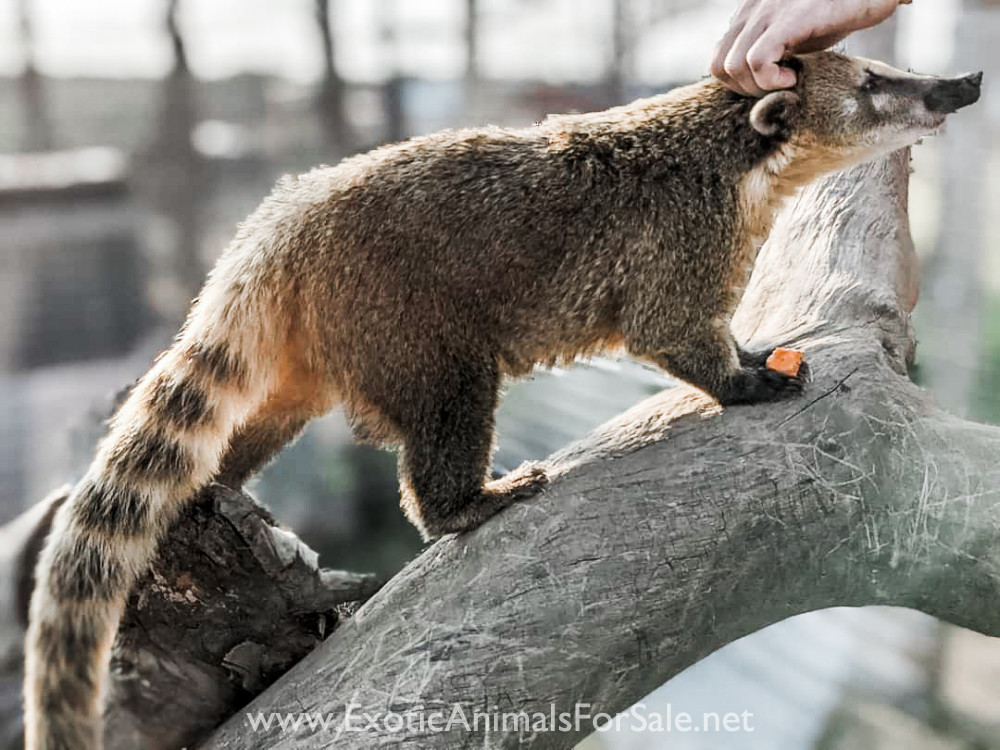 Coatimundi for Sale