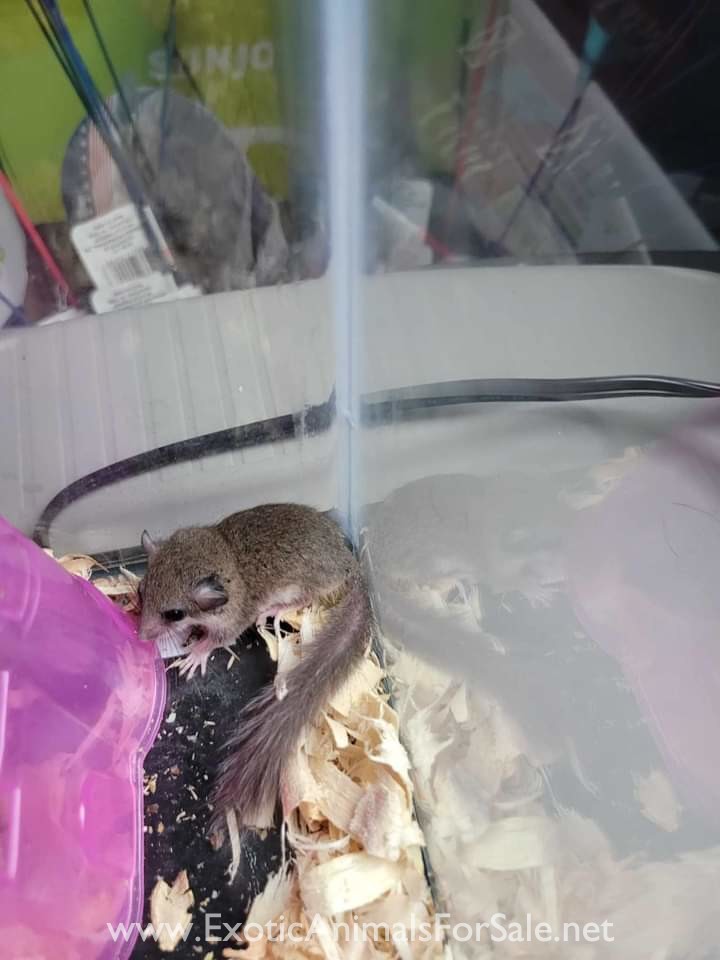 Micro squirrel for Sale
