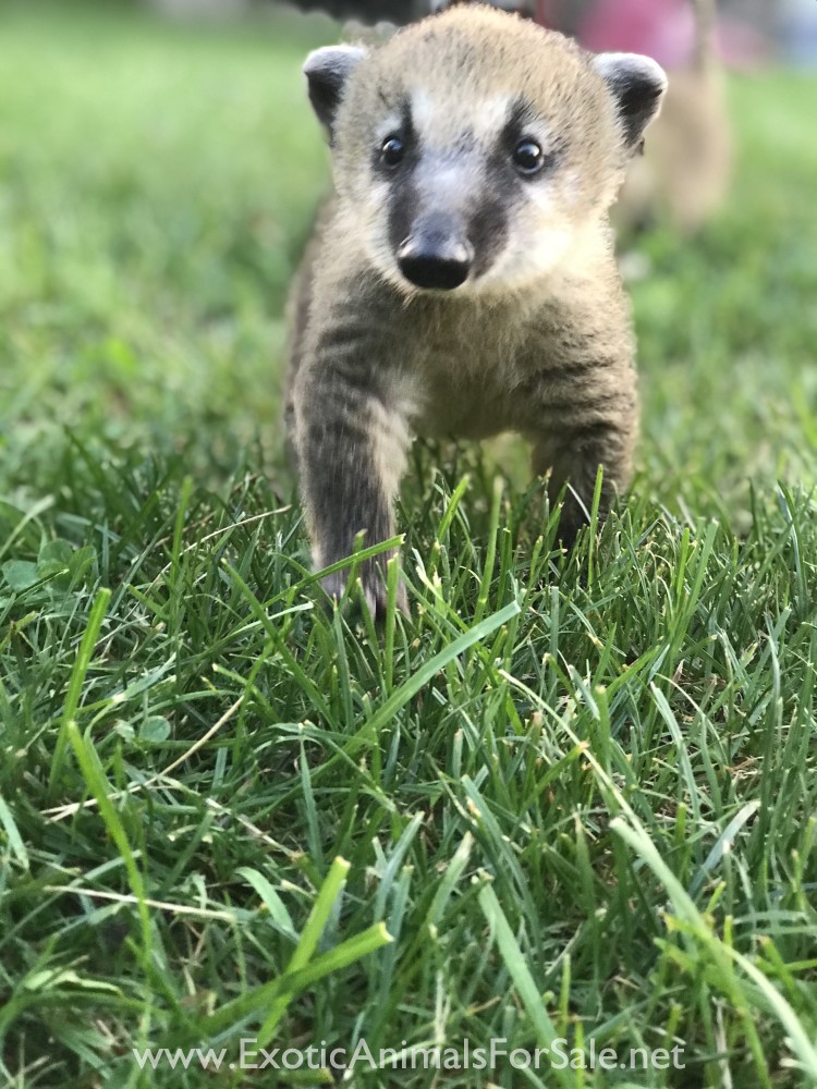 Coatimundi for Sale