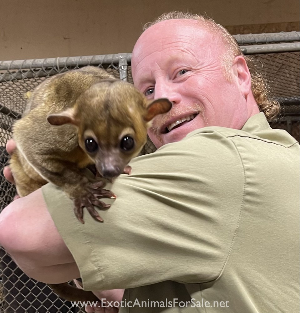 Gorgeous Pair Of Kinkajous Honey Bears For Sale