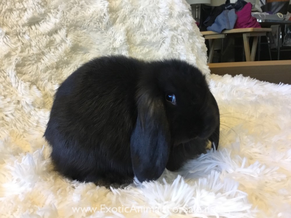 Rabbit mini lops for Sale
