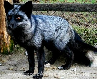 Silver fox pups for Sale