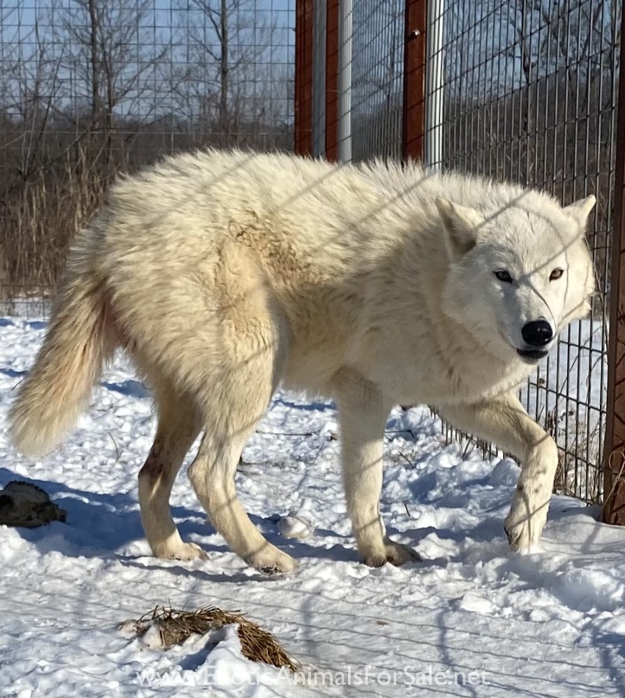 Wolf dog pups for Sale
