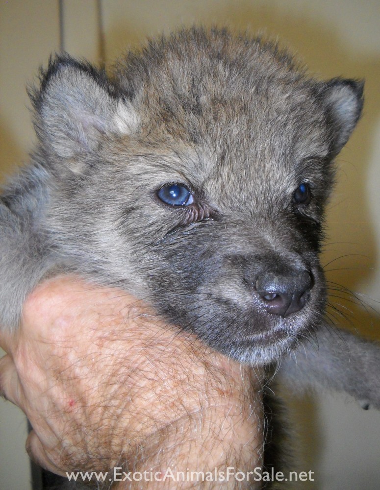 Wolf Dog puppies (high content, pure wolf appearance) for Sale