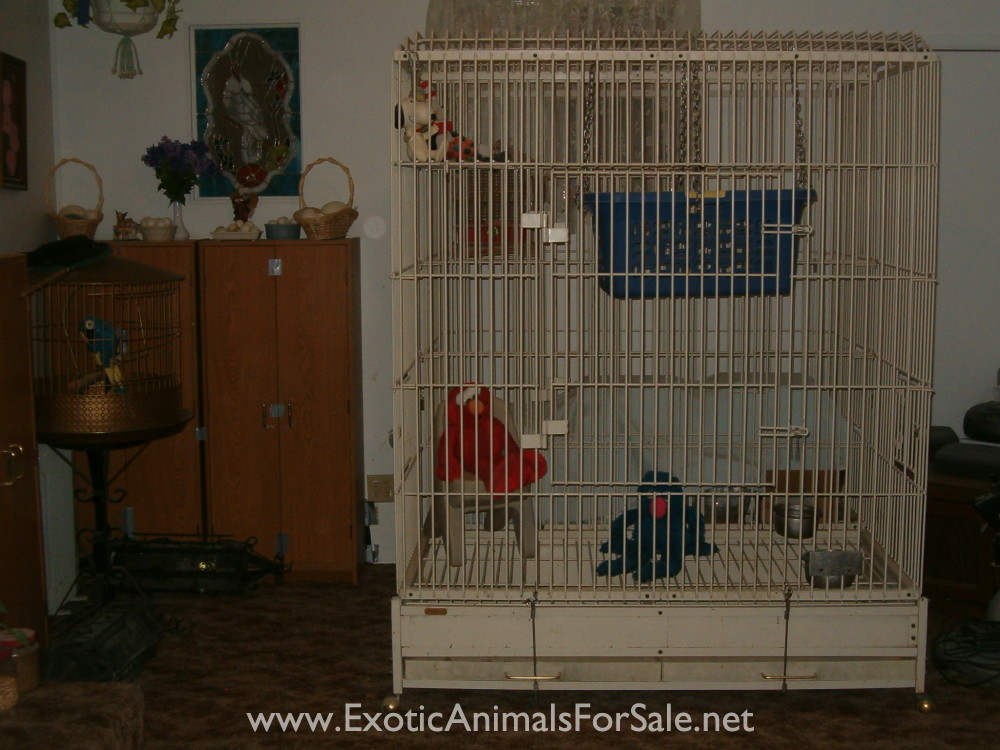 Two custom made cages powder coated for Sale