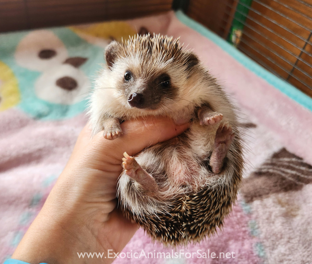 Hedgehog Babies for Sale