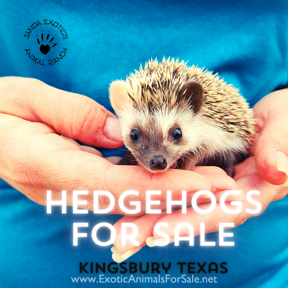 Hedgehogs For Sale