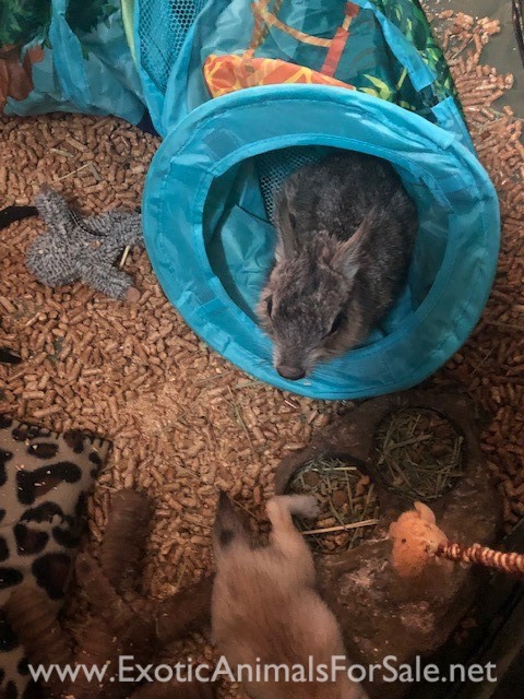 Patagonian Cavy baby for Sale