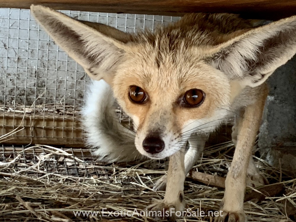 Ruppell's Fox Breeding Pair for Sale